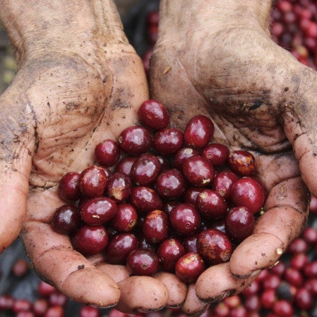 INLIGHT COFFEE ROASTER | محمصة انلايت