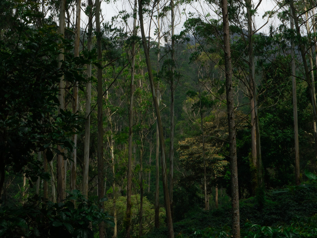 INLIGHT COFFEE ROASTER | محمصة انلايت